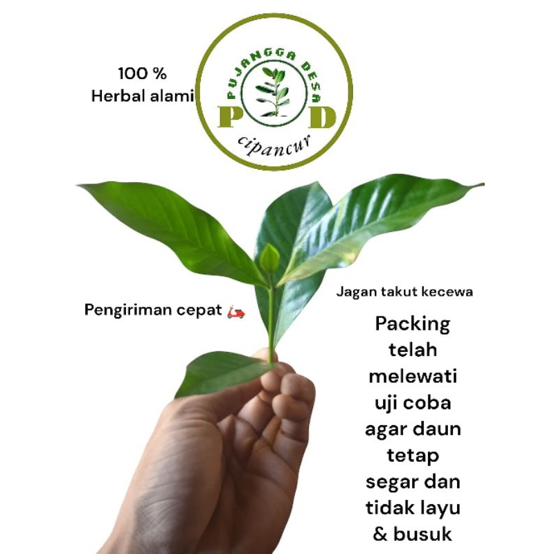 Jual Daun kaca piring/cepring/ceplok piring organik per 50 lembar untuk ...