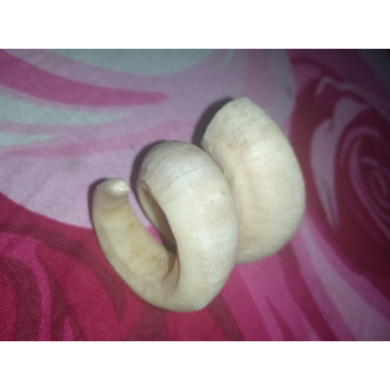 Jual tarbi kalimantan babbi tharinng liontin | Shopee Indonesia