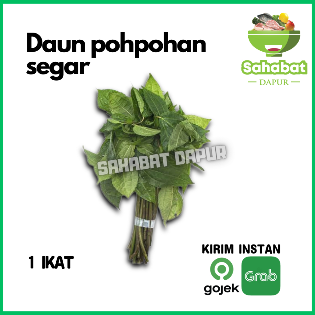 Jual Daun Pohpohan / Pokpohan Segar 1 Ikat | Shopee Indonesia