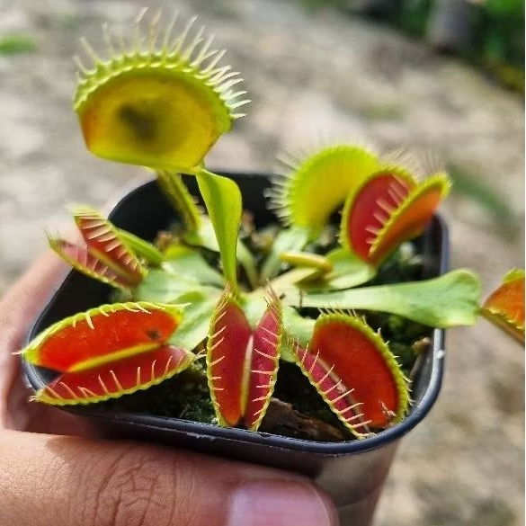 Jual Tanaman Karnivora Pemakan Serangga Venus Fly Trap Jumbo "DESTROYER" | Shopee Indonesia
