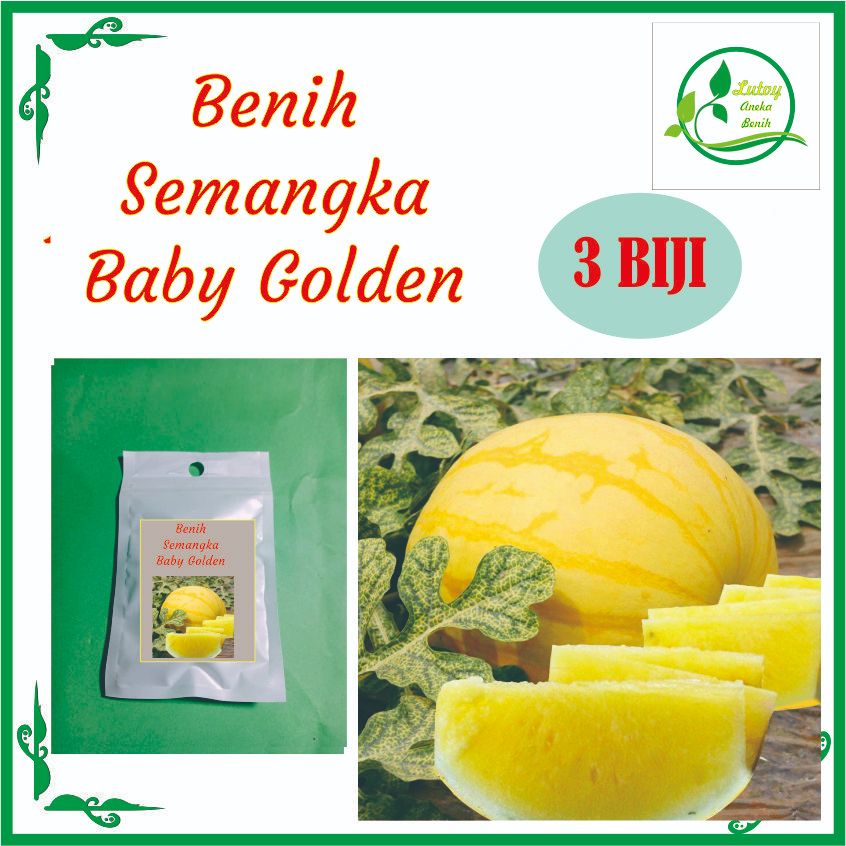 Jual BENIH SEMANGKA BABY GOLDEN ISI 3 BIJI | Shopee Indonesia