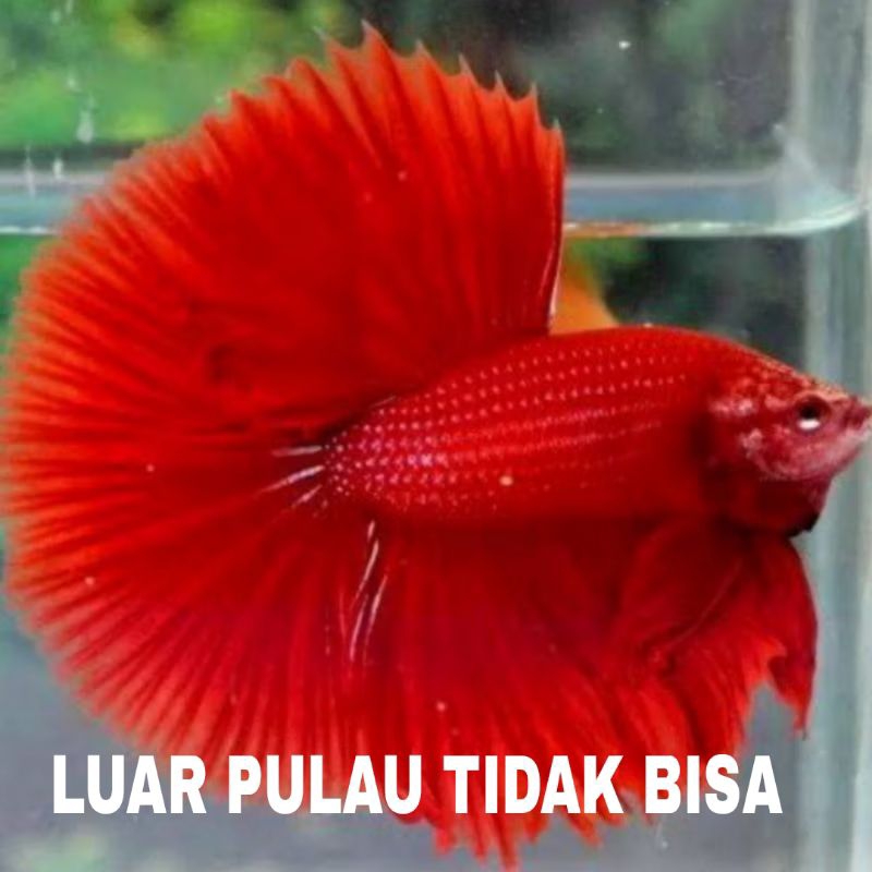 Jual HALFMOON SUPER RED | Shopee Indonesia