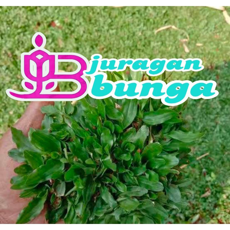 Jual RUMPUT GAJAH MINI 1 METER | Shopee Indonesia