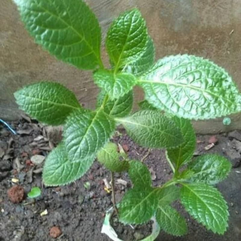 Jual bibit pecut kuda,bibit jarong, tanaman pecut kuda. bibit tanaman ...