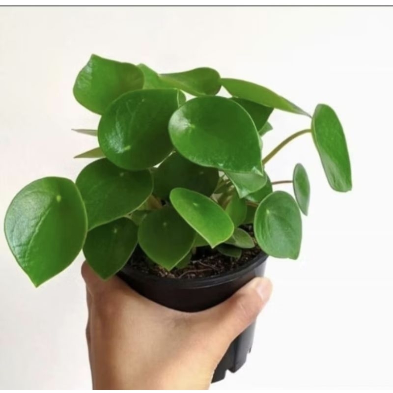 Jual tanaman raidrop rimbun plus pot | Shopee Indonesia