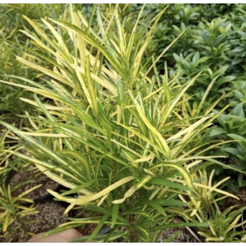 Jual tanaman puring teri kuning daun mini panjang | Shopee Indonesia