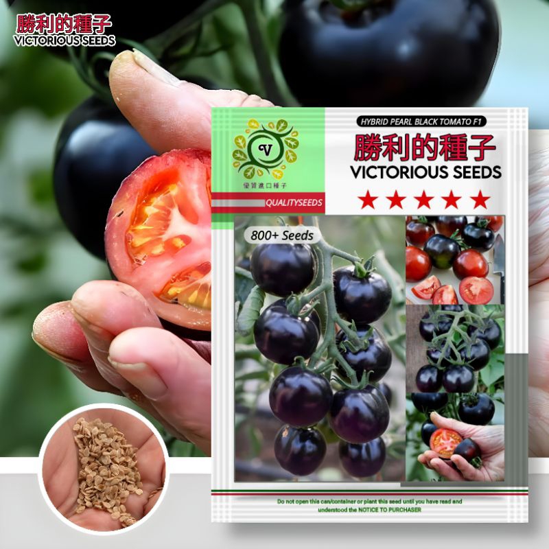 Jual 1 Pack (800 Butir) Benih Tomat Hitam Black Tomato Hybrid Kemasan ...