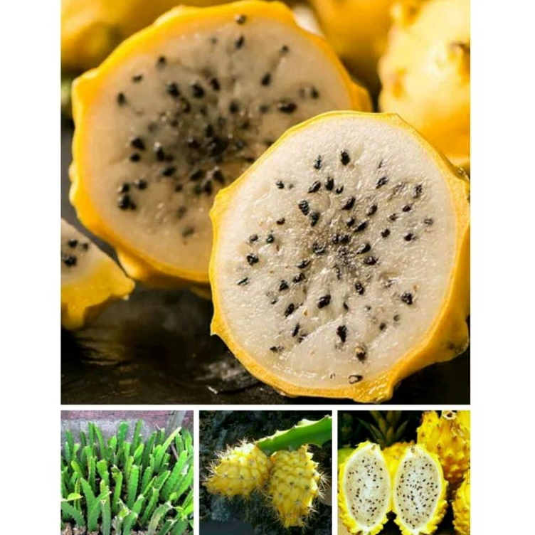 Jual bibit buah naga import kuning cocok untuk di tambulan pot ...