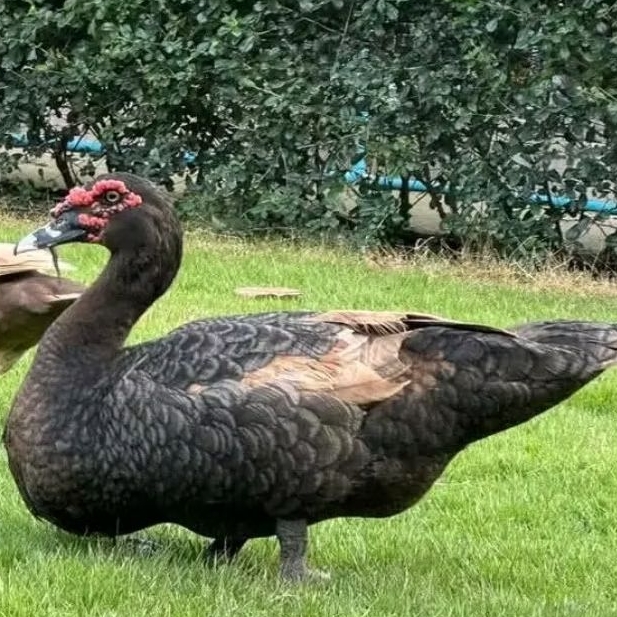 Jual telur mentok rambon / telur entok jumbo dragon ori bisa untuk di ...