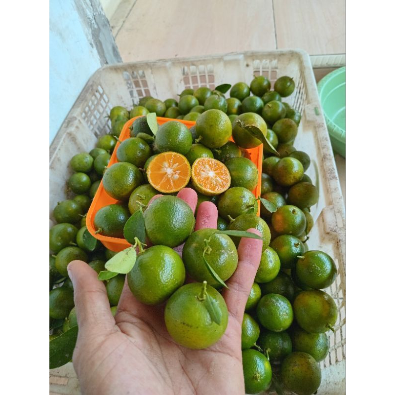 Jual 1.kg jeruk sonkit/kasturi jeruk kunci jeruk lemoncina cui segaar ...