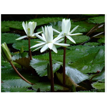 Jual tanaman bunga teratai / tanaman bunga tunjung / tanaman hias ...