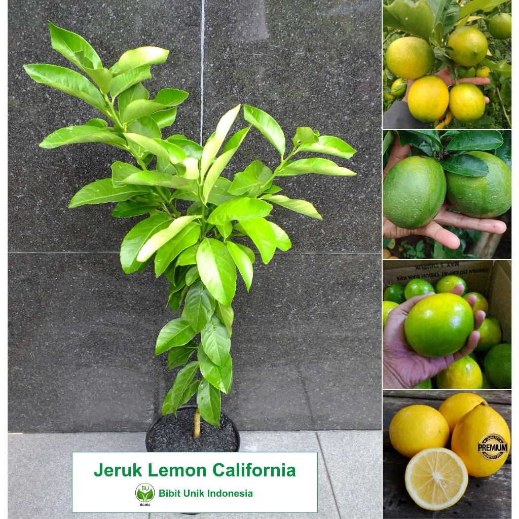 Jual JERUK LEMON JUMBO CALIFORNIA ORIGINAL | Shopee Indonesia