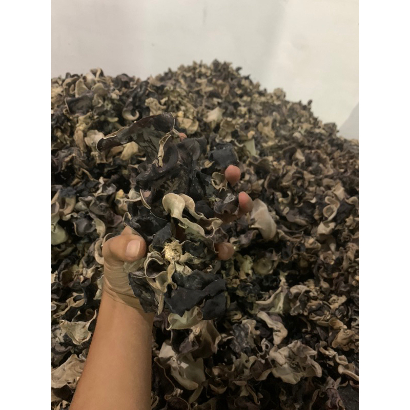 Jual jamur kuping kering, jamur hitam, lember hitam 1 kg Besar kecil ...