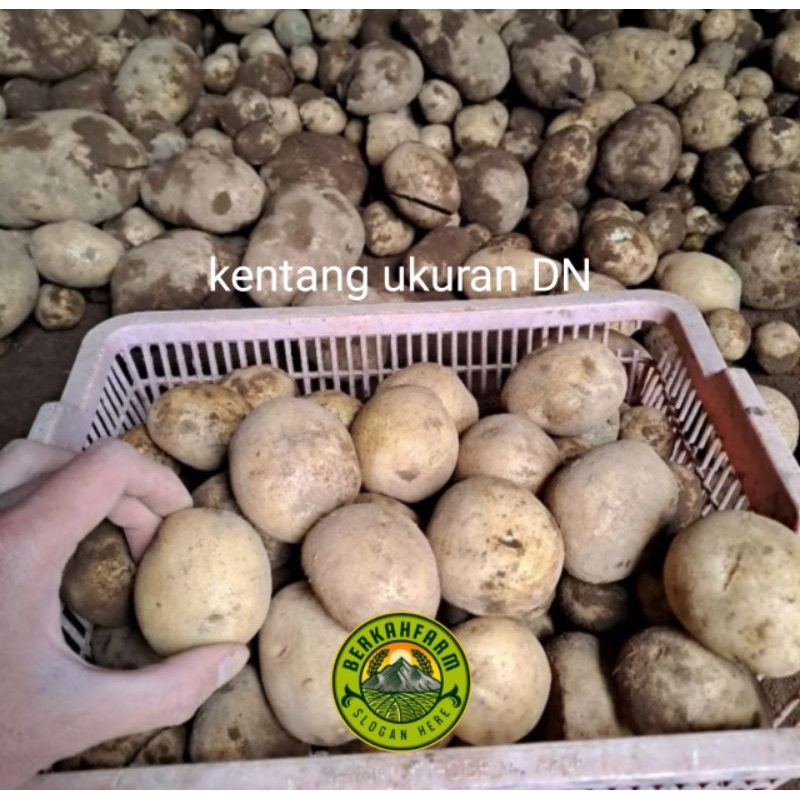 Jual kentang 1kg ukuran DN Dieng langsung panen petani | Shopee Indonesia