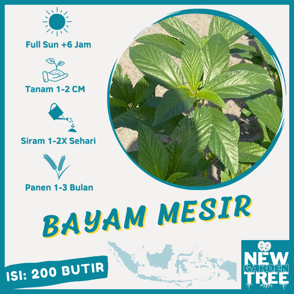 Jual BENIH SAYURAN: 200 BENIH BAYAM MOLOKHIA ASLI MESIR KUALITAS UNGGUL ...