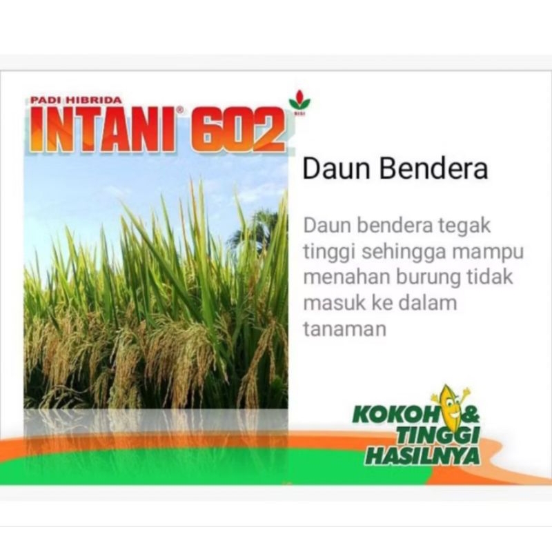 Jual bibit padi hibrida intani 602 cap kapal terbang kualitas unggul ...