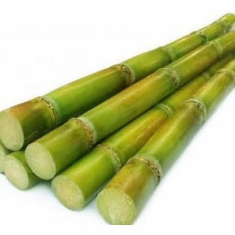 Jual Batang Tebu Hijau Segar Per 1 Kg | Shopee Indonesia