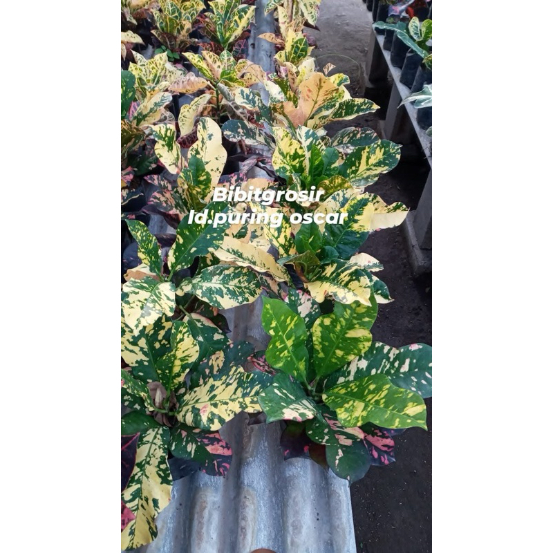 Jual bunga puring oskar murah | Shopee Indonesia