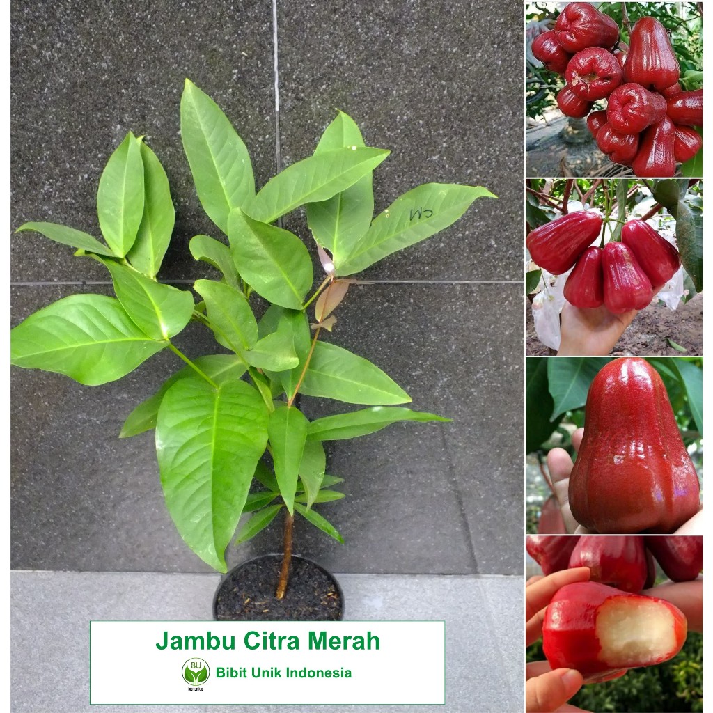 Jual JAMBU CITRA MERAH OKULASI ORIGINAL | Shopee Indonesia