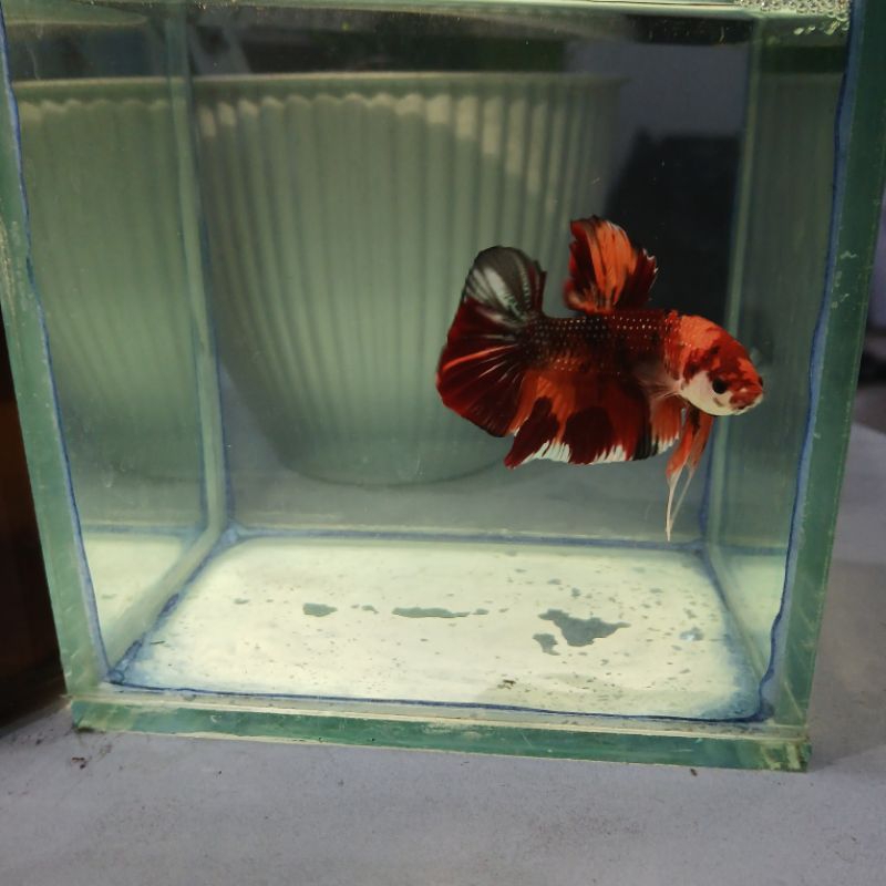 Jual (388) Hiasan Akuarium Giant Nemo Metallic / Foto Asli ( Cupang ...