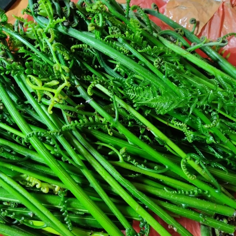 Jual Pakis Sayur Pakis Sayur Segar Sayuran Pakis 500 Gram | Shopee ...