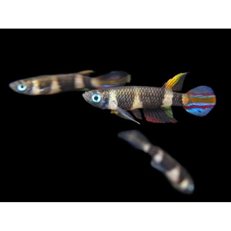Jual Clown Killifish Rocket Killifish Epiplatys annulatus | Shopee ...