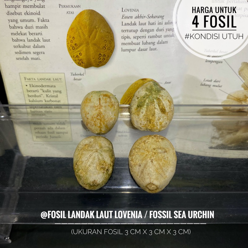 Jual Fosil Landak Laut Purba B23 atau Fossil Sea Urchin Lovenia atau ...