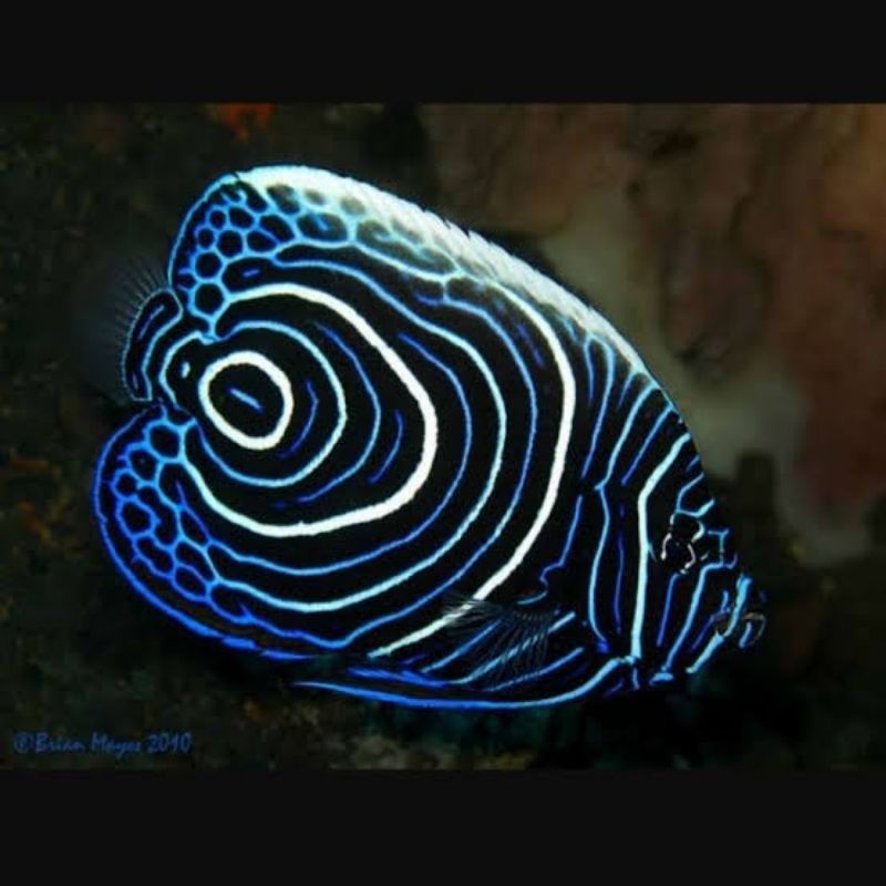 Jual ikan angel blue stone | Shopee Indonesia