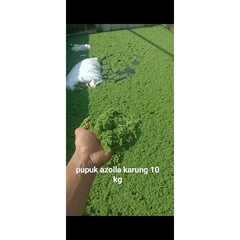 Jual pupuk azolla kemasan karung 10 kg | Shopee Indonesia