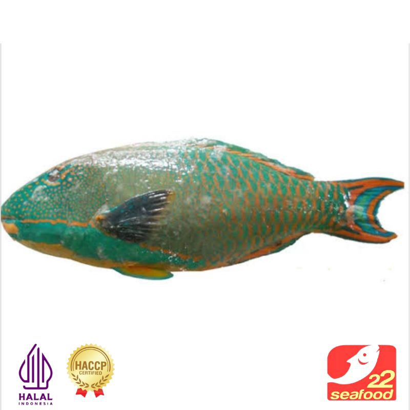Jual Parrot Fish 1 kg Wggs / Ikan Kakak Tua Bersih Tanpa Sisik Jeroan ...