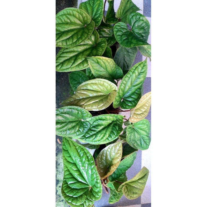 Jual Anthurium Sirih Radicans Remaja -Kayla Flowers | Shopee Indonesia