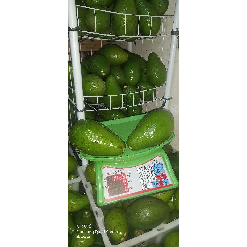 Jual ALPUKAT PLUWANG/ALPUKAT HAWAI JUMBO/ALPUKAT GREEN STAR/ALPUKAT ...