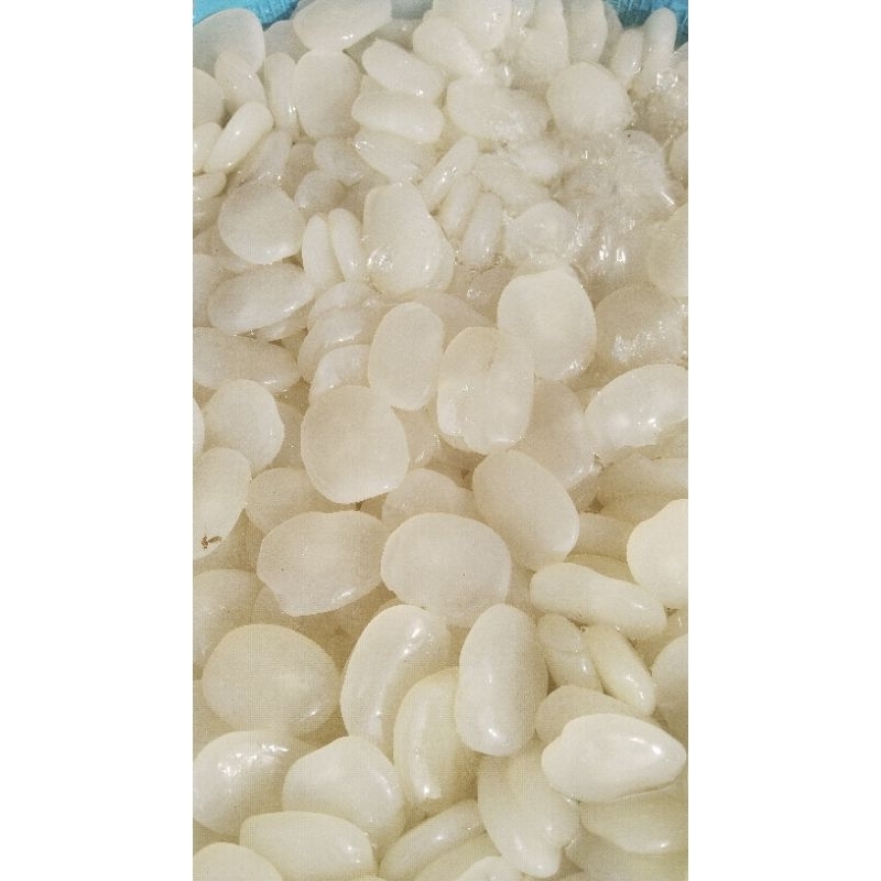 Jual 1 kg kolang kaling cangkaleng caruluk mentah non sortir fresh ...