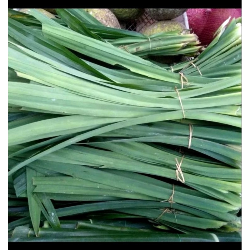 Jual Daun pandan wangi segar per ikat isi 30 lembar beli 3 ikat bonus ...