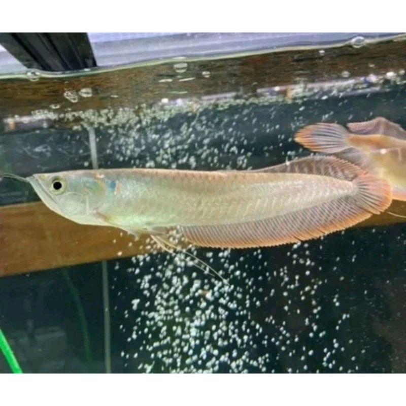 Jual Paket 2 Ekor Arwana Arowana Silver Red Brazil 11-12 cm Bergaransi ...