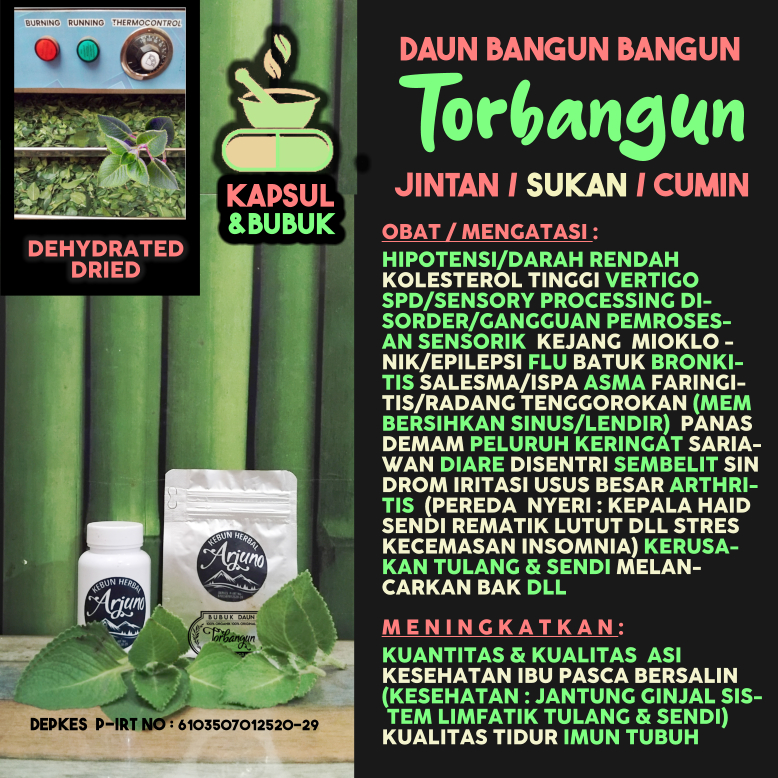 Jual Dehydrated Dried Kapsul Bubuk Daun Torbangun Bangun Bangun Obat ...