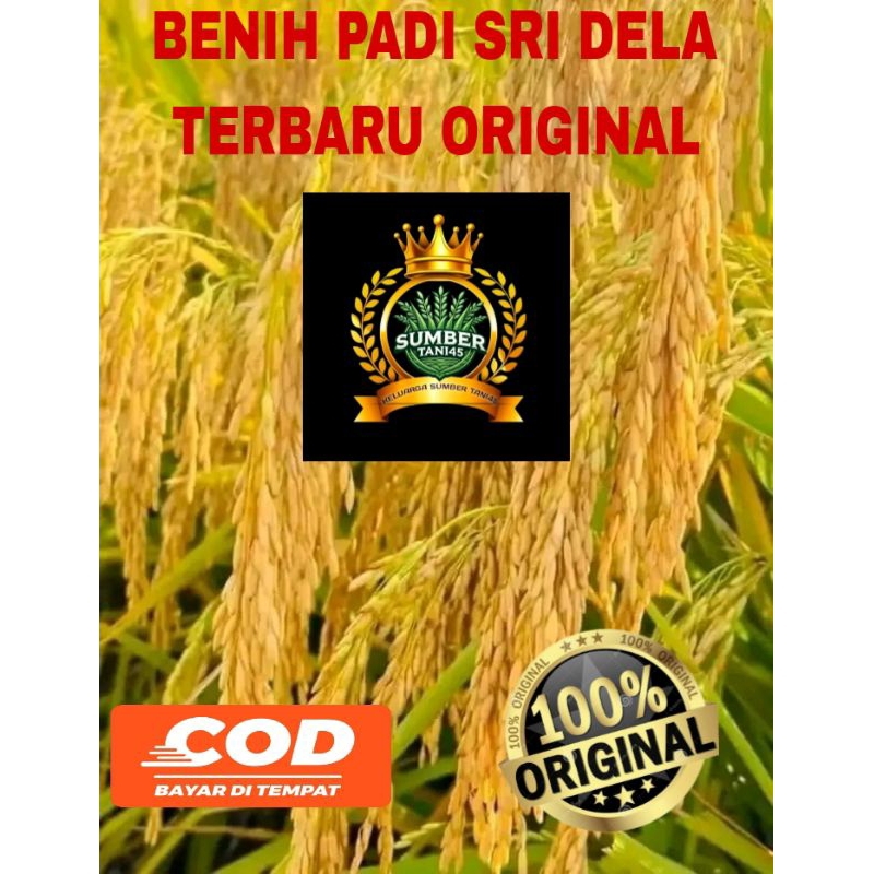 Jual BENIH PADI SRI DELA TERBARU TERBAIK SUPER UNGGUL BERKUALITAS ANAKAN TERBANYAK PER 1KG ...