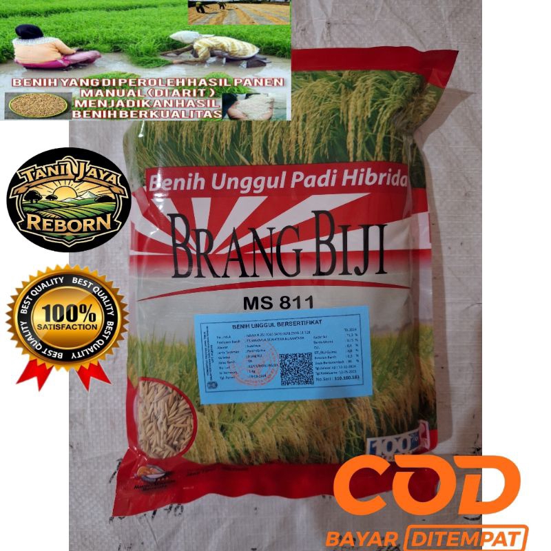 Jual Benih/bibit padi hibrida varietas BRANG BIJI (kemasan 5KG) dengan nomer seleksi MS 811 ...