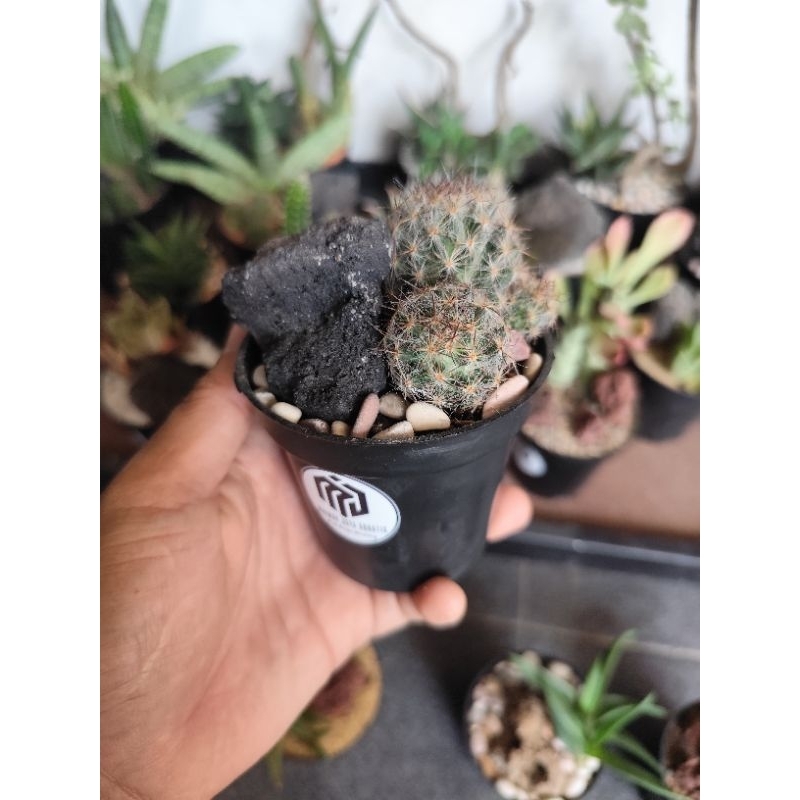 Jual TERRARIUM KIT MINI POT10 TANAMAN HIDUP KAKTUS SUKULEN TANAMAN ...