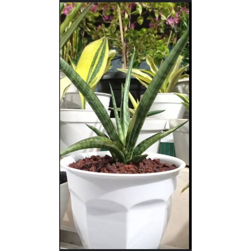 Jual SANSEVIERIA BANDIDOS, SANSEVIERIA BANDIPUR, SUKULEN , LIDAH MERTUA ...