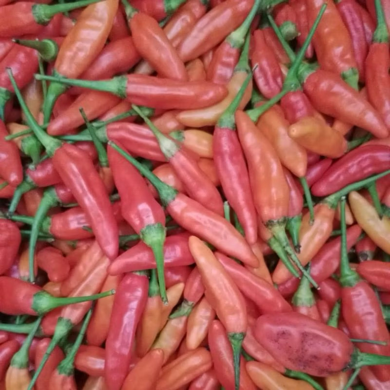 Jual Cabe Rawit 1 Kg Terlengkap & Harga Terbaru Mei 2026 | Shopee Indonesia