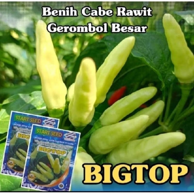 Jual Bibit cabe rawit unggul BIGTOP bibit cabe rawit kaliber unggul ...