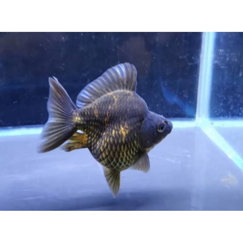 Jual Dekorasi Hiasan Aquarium Koki Jumbo Ryukin Tamasaba (KHUSUS INSTAN ...