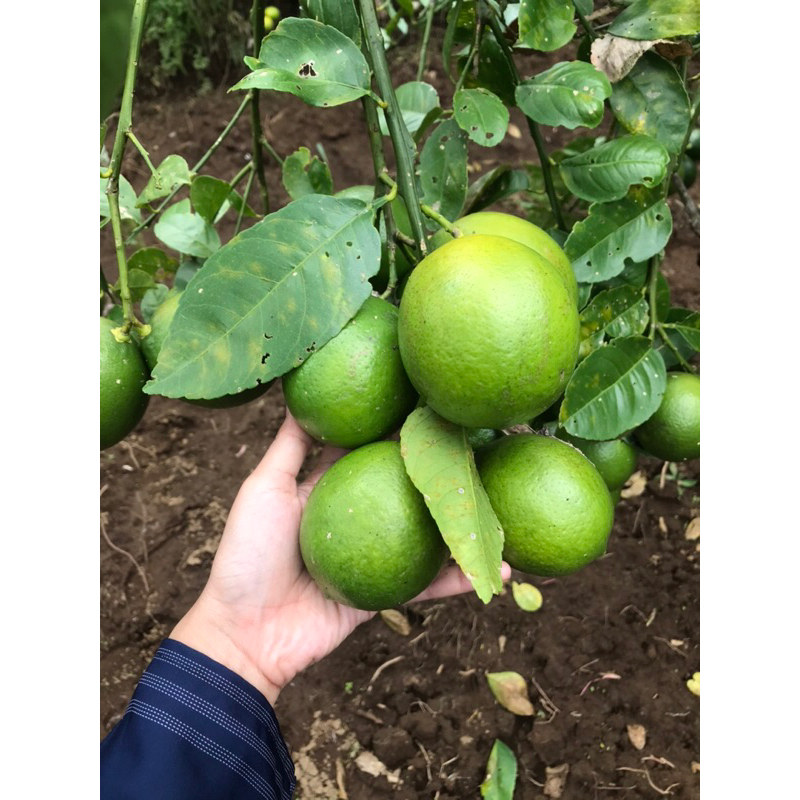 Jual LEMON kalifornia hijau 1kg SEGAR LANGSUNG DI PETIK DARI KEBUN ...