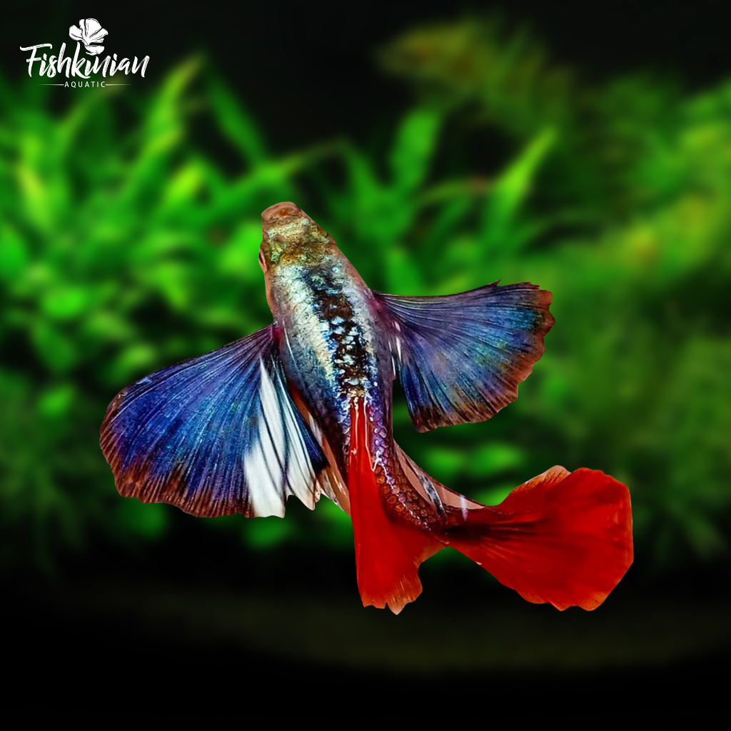 Jual platinum/red/tail/dumbo/ear/prtde/male/female | Shopee Indonesia