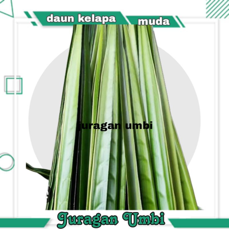 Jual paket 20 daun kelapa muda / janur kelapa bahan ketupat dan ...