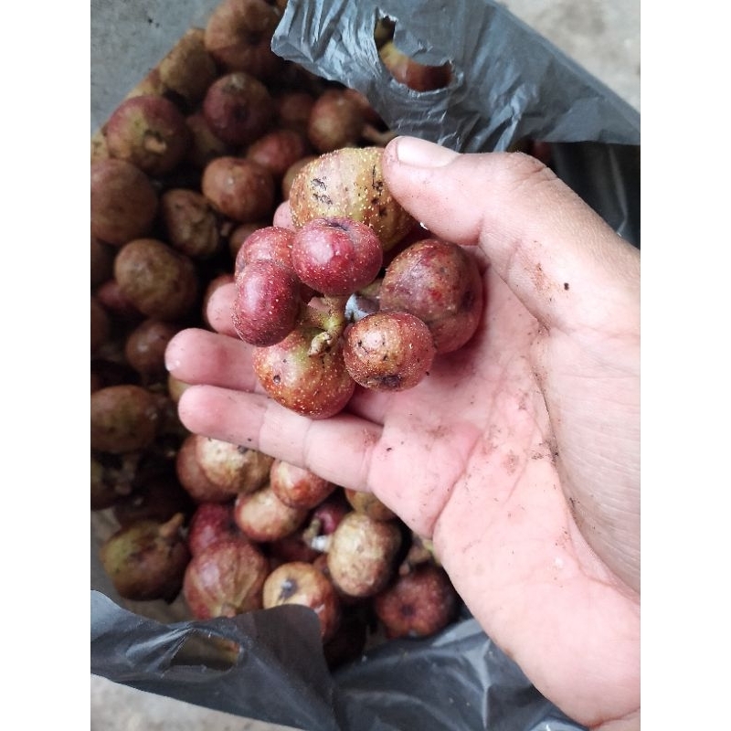 Jual buah loa muda segar 500gram promil buat rujuk dipetik ketika ada ...