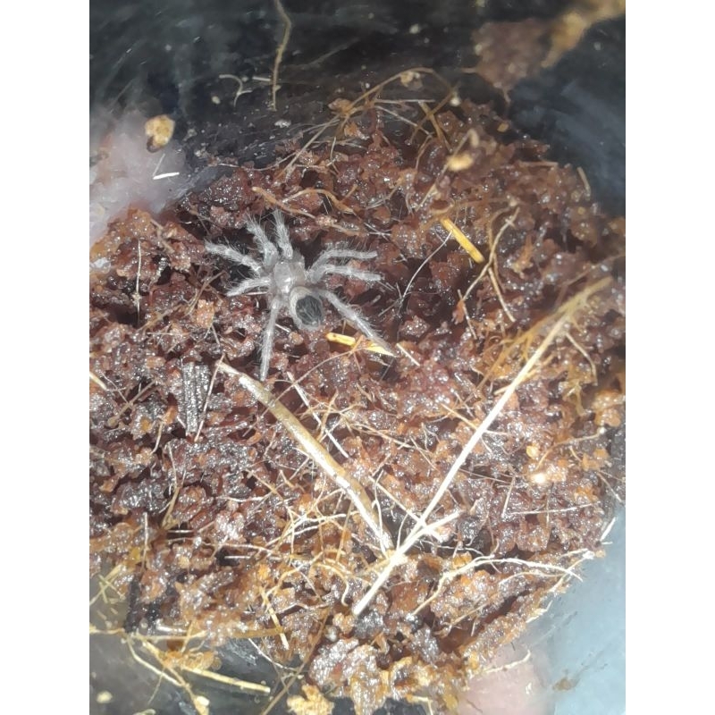 Jual tarantula brachypelma hamorii | Shopee Indonesia