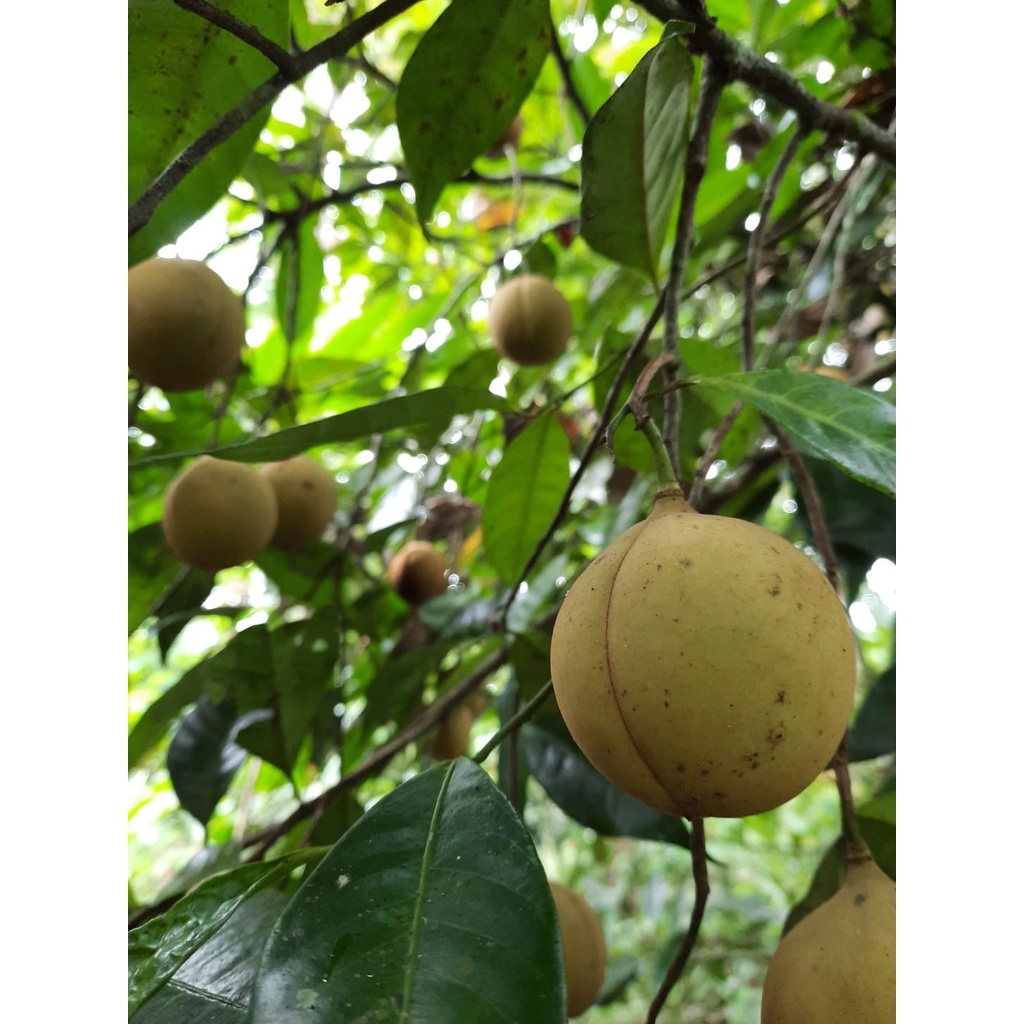 Jual UAH PALA SEGAR BUAH PALA FRESH PER 1 kg | Shopee Indonesia