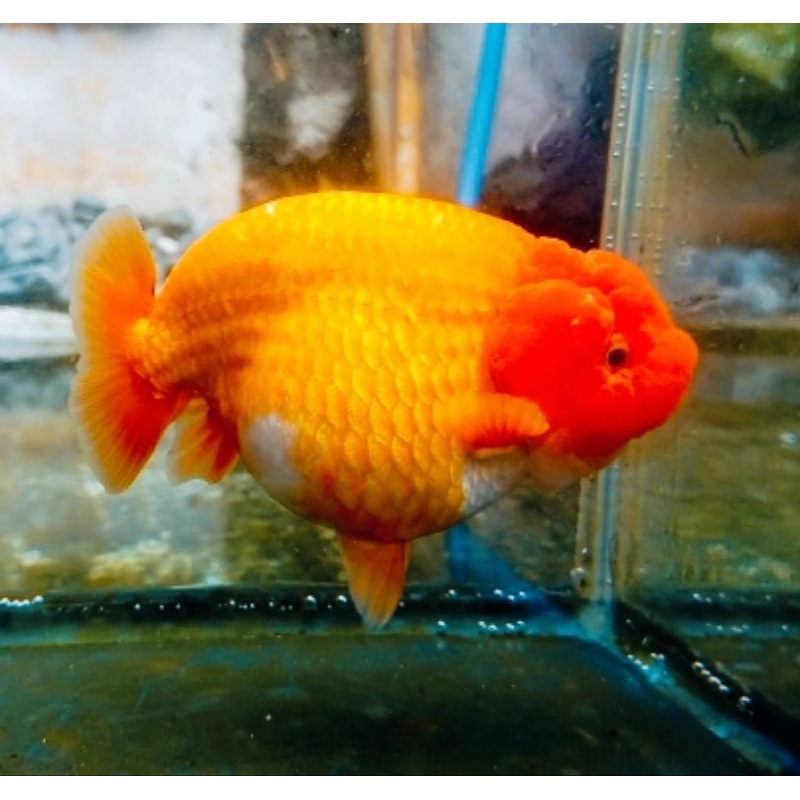 Jual Ikan mas koki Ranchu RW Joss mantab | Shopee Indonesia